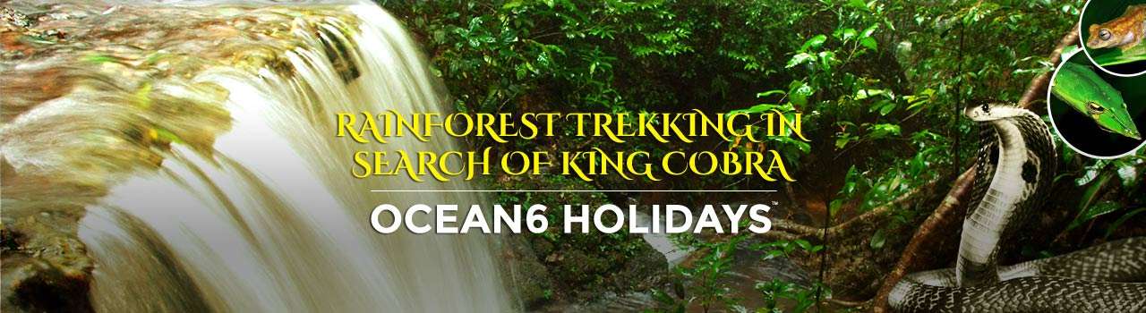 Agumbe Rainforest Trekking in search of King Cobra | RITZ