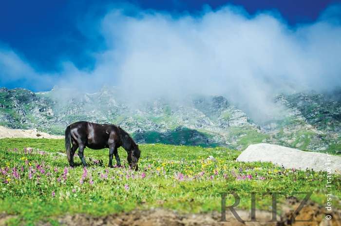 horse in spiti meadow (Copy) | RITZ
