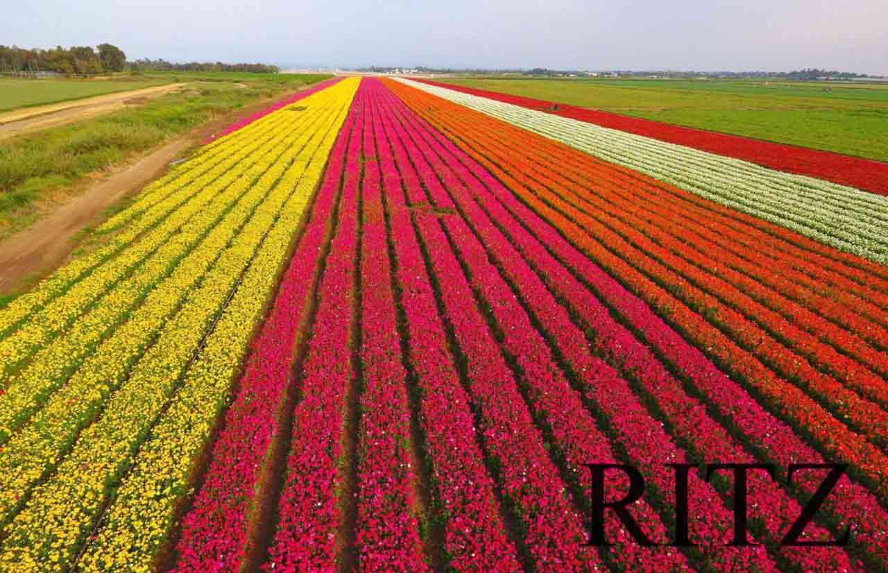 Spring in Israel | RITZ