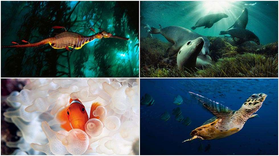 Treasures from the deep sea | RITZ