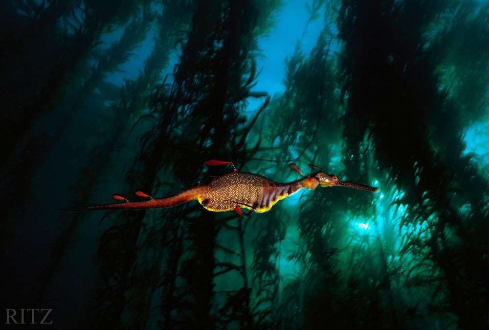 Treasures from the deep sea (3) | RITZ