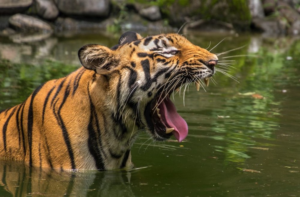 Swamp Tigers To Go Extinct | RITZ
