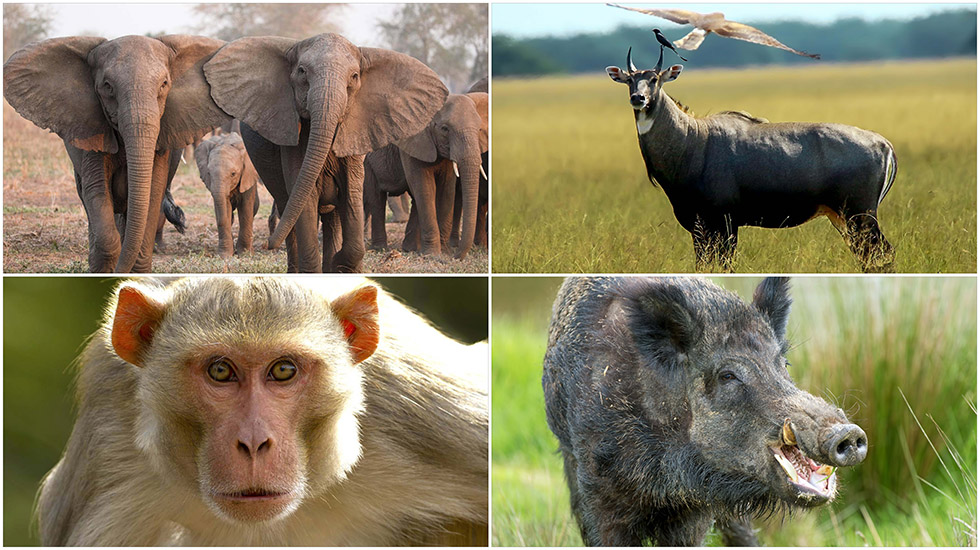 Contraceptives for animals too | RITZ