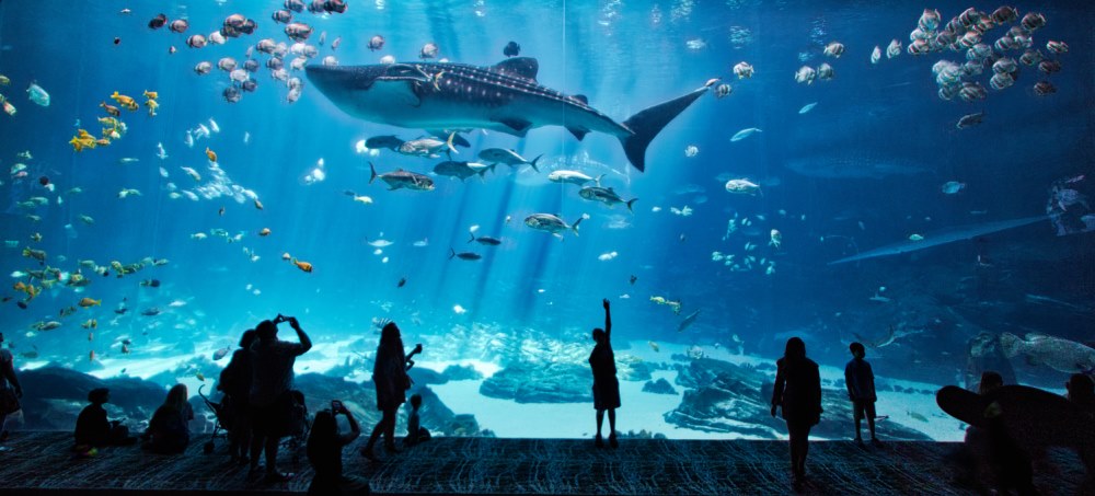 Take Your Kids On A Virtual Tour To These Zoos & Aquariums | RITZ