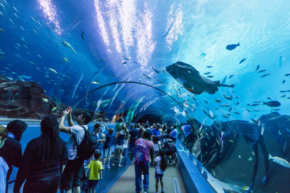 Take Your Kids On A Virtual Tour To These Zoos & Aquariums | RITZ