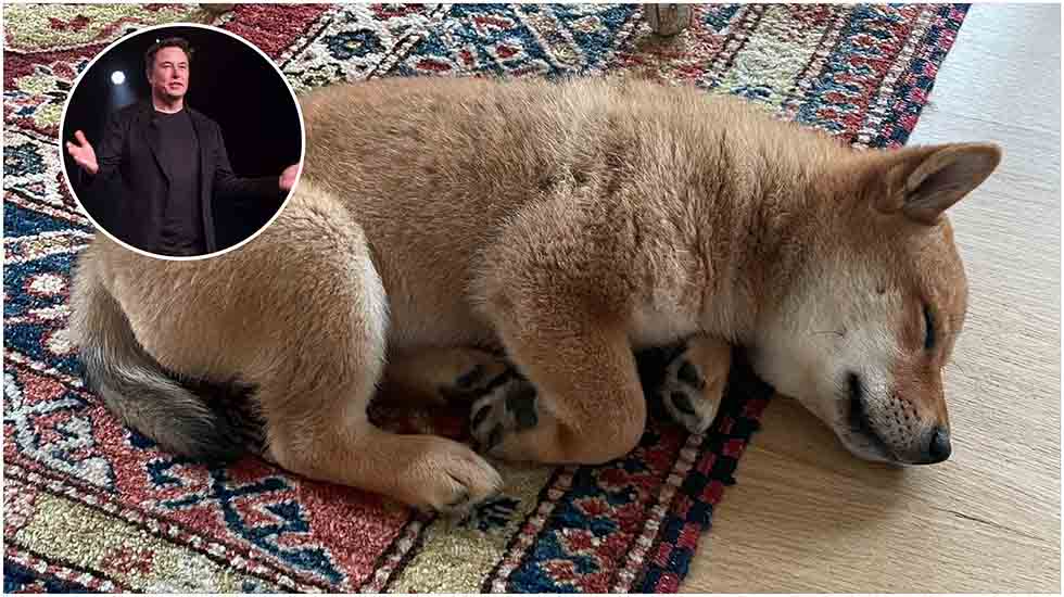 Elon Musk welcomes new family member- a cute puppy | RITZ