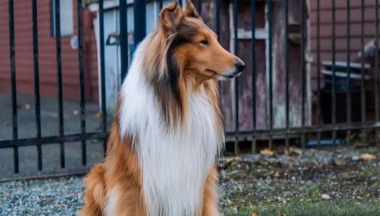 Man from Japan spends Rs 12 lakh to look like a dog | RITZ